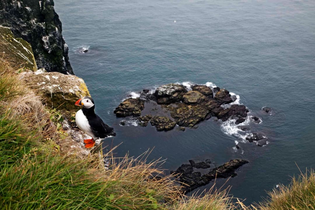 The Stunning Latrabjarg Sea Cliffs | Westfjords | Iceland Travel