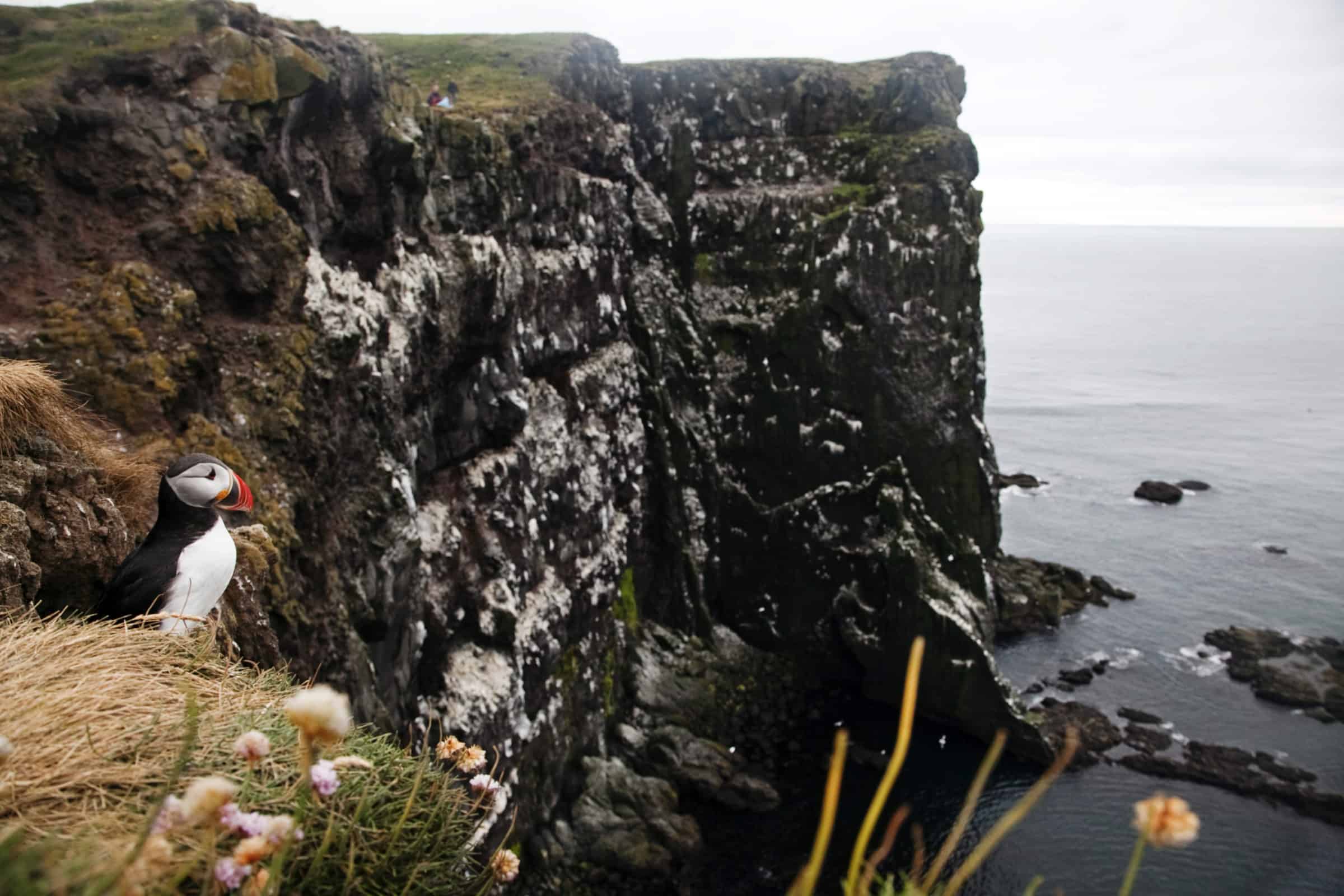 The Stunning Latrabjarg Sea Cliffs | Westfjords | Iceland Travel