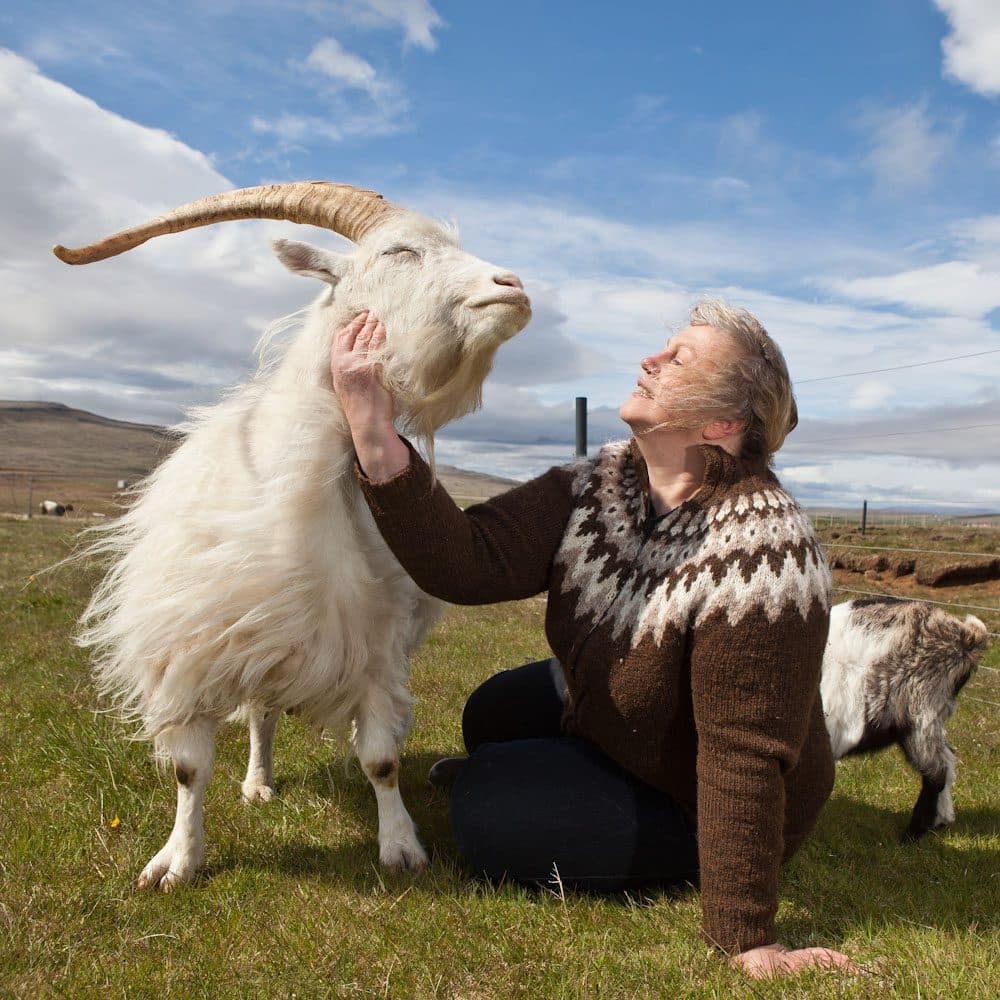 Haafell farm - a goat sanctuary | West Iceland | Iceland Travel